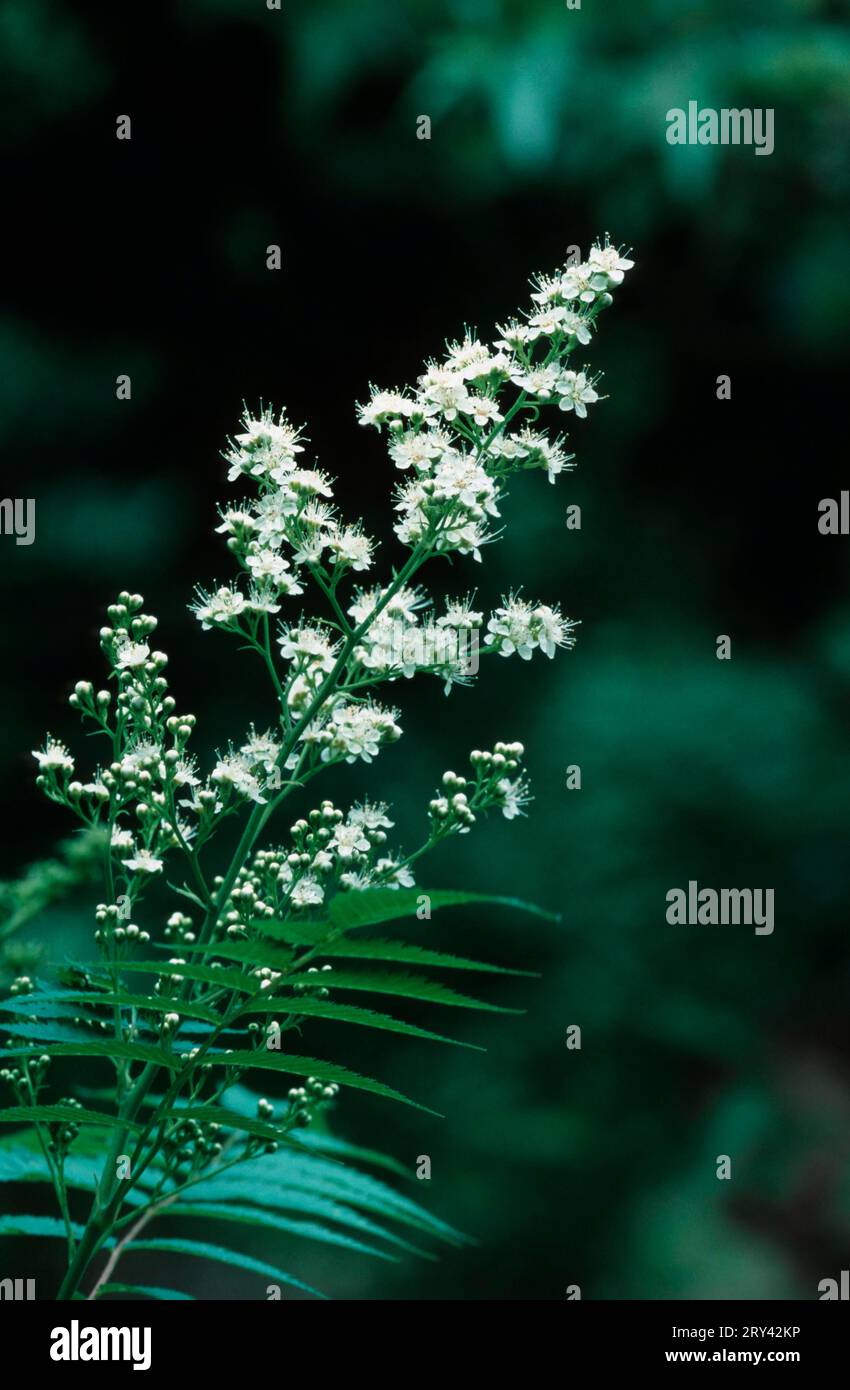 False Spiraea (Sorbaria sorbifolia), North Rhine-Westphalia, Germany ...
