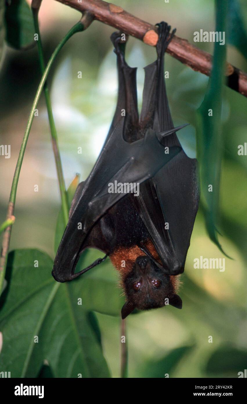 Indian flying fox (Pteropus giganteus), Indian Giant Flying Fox Stock ...