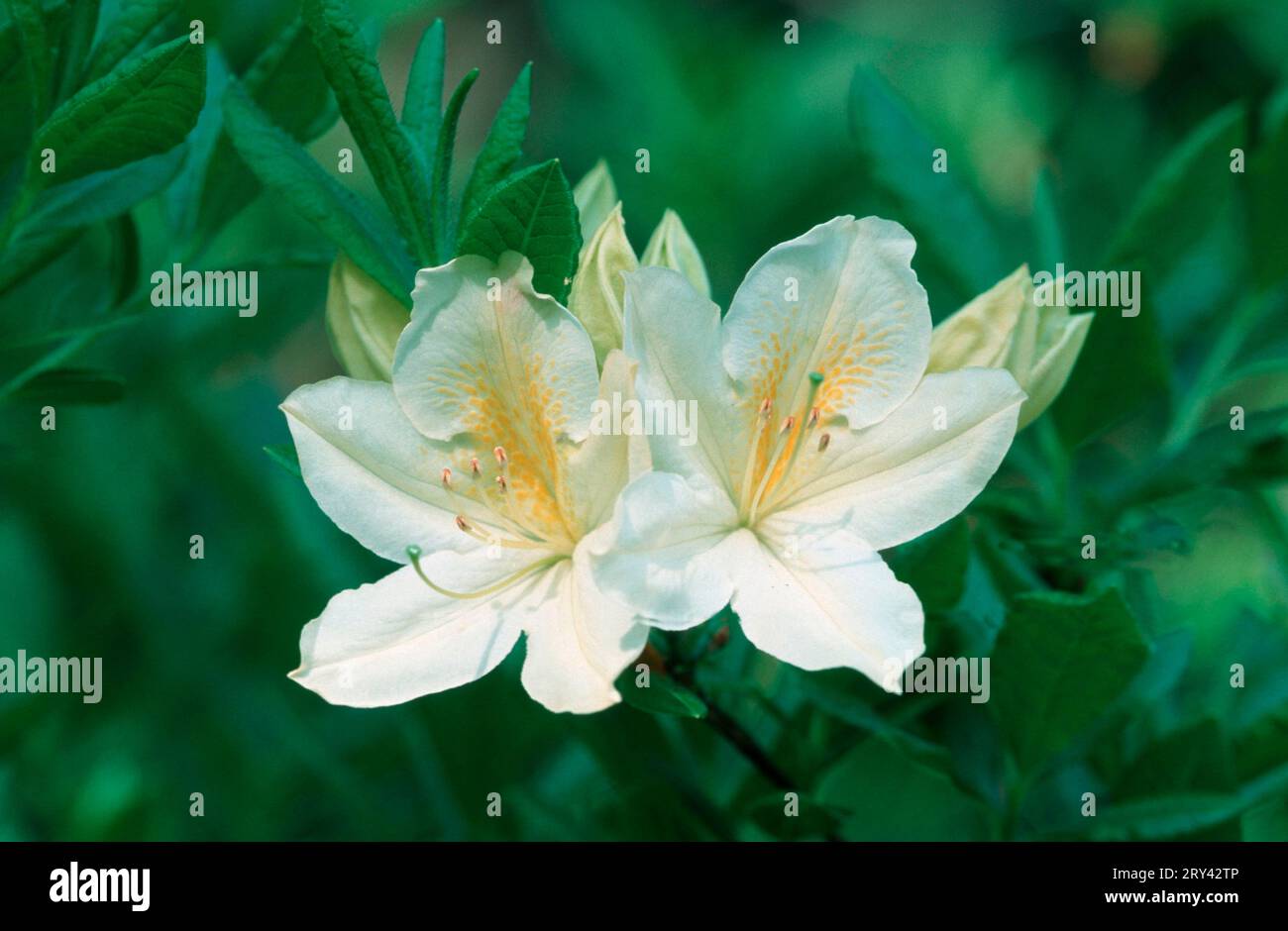 Western Azalea (Rhododendron occidentale hybride Stock Photo - Alamy
