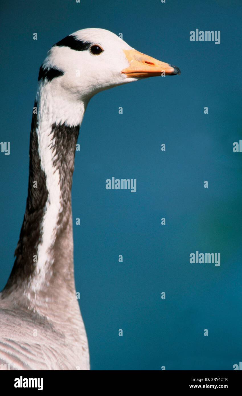 Bar headed geese asia hi-res stock photography and images - Alamy