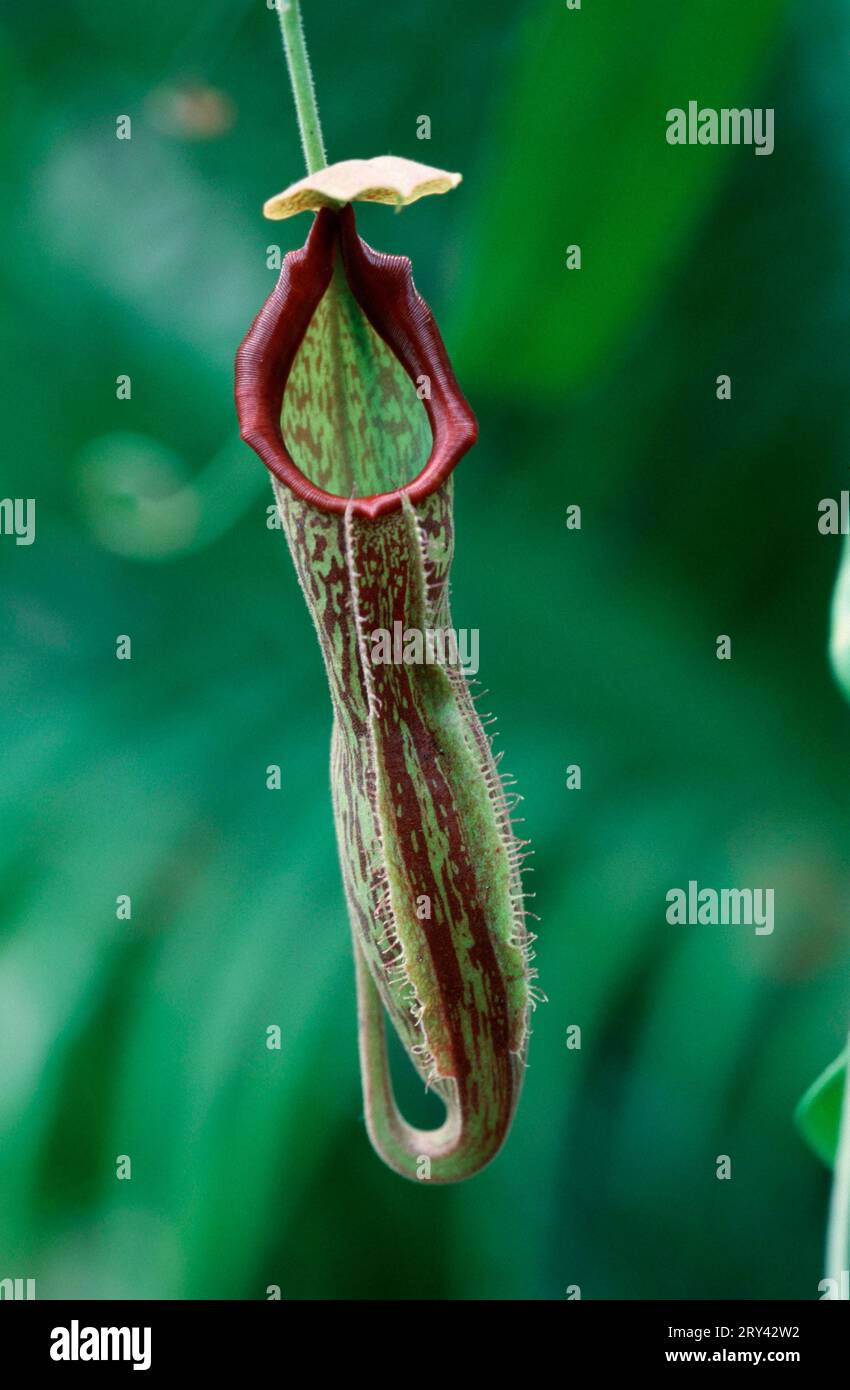 Nepenthes pitcher plant nepenthes alata hi-res stock photography and ...
