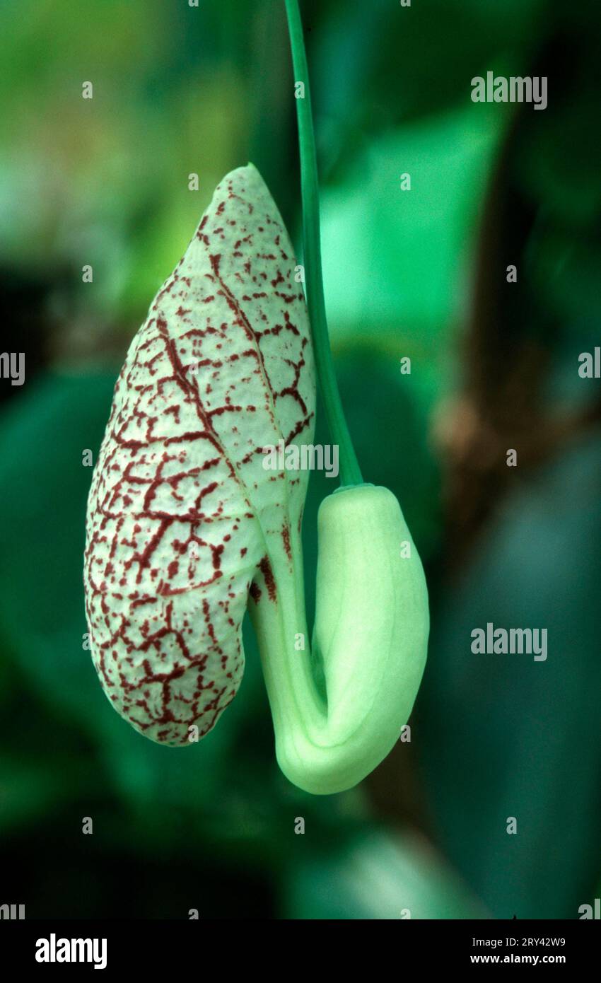 South American pipe flower (Aristolochia littoralis), Pelican flower ...