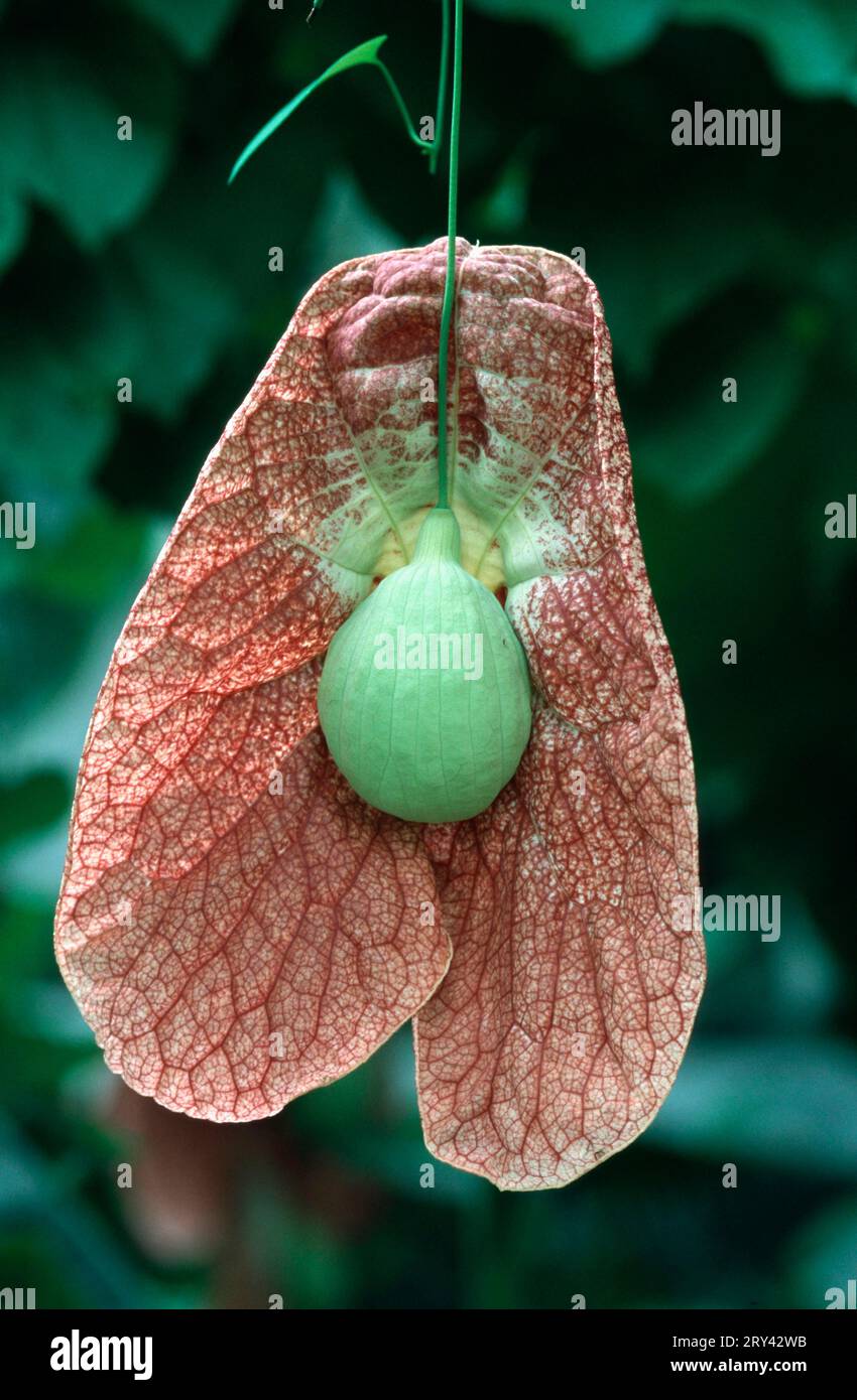 Calico Flower (Aristolochia littoralis Stock Photo - Alamy