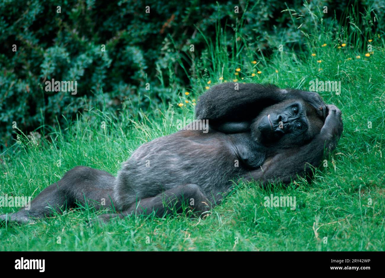Gorilla position hi-res stock photography and images - Alamy