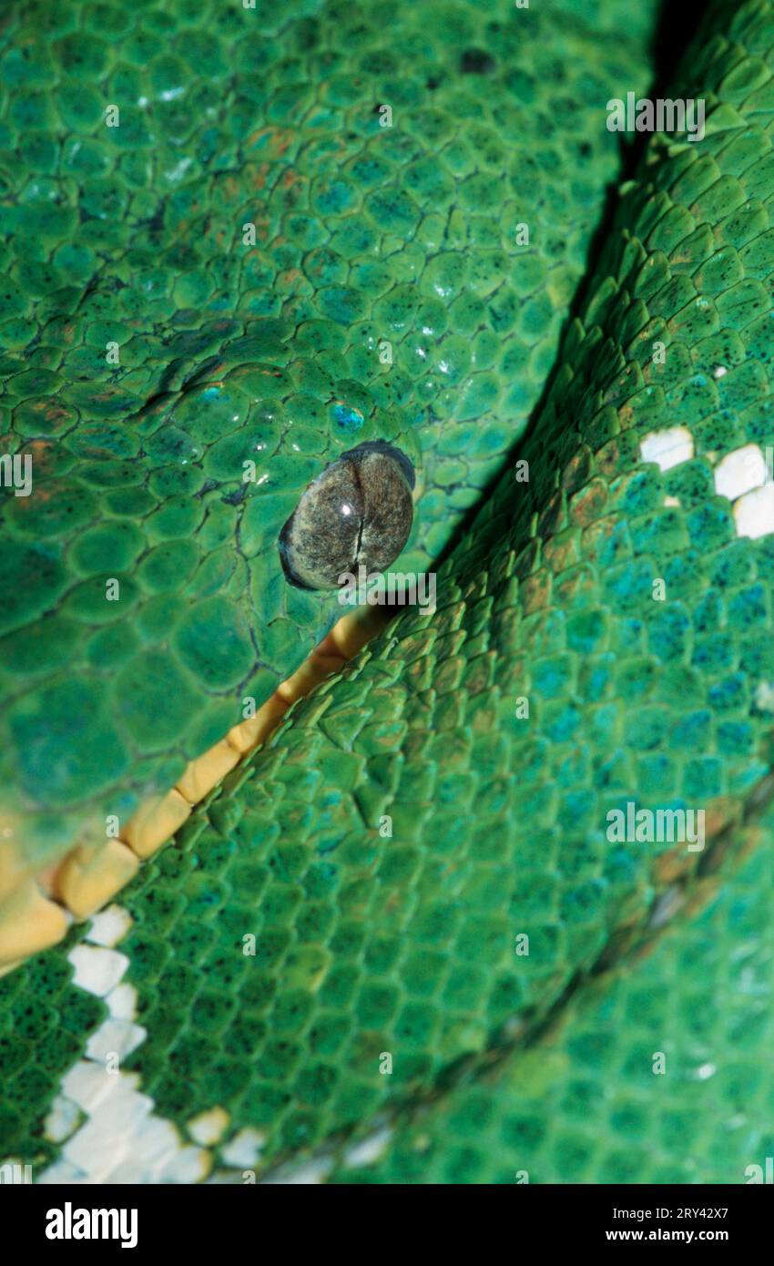 Emerald tree boa close up hi-res stock photography and images - Alamy