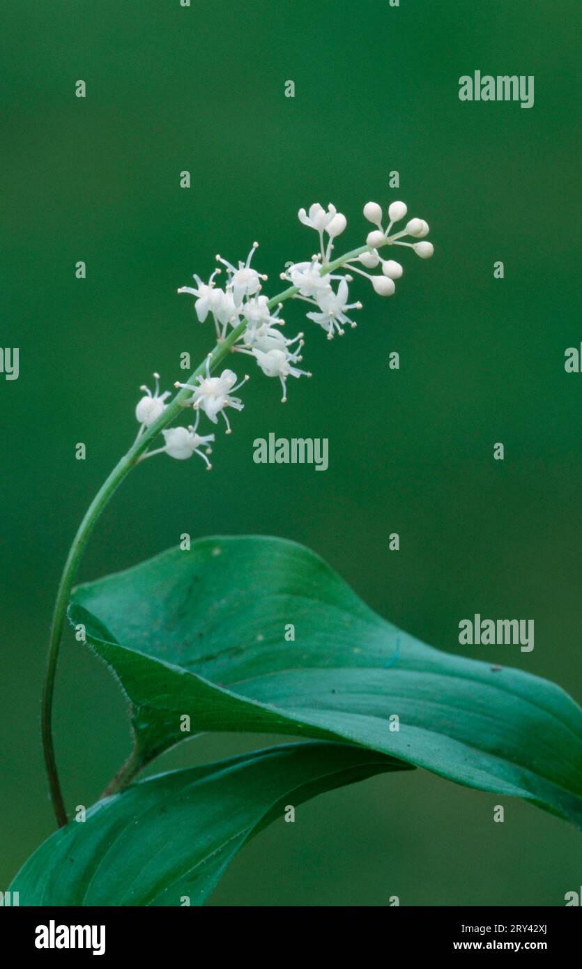 May Lily, Europe, Flowers, Plants, Liliaceae, flowering ing, vertical ...