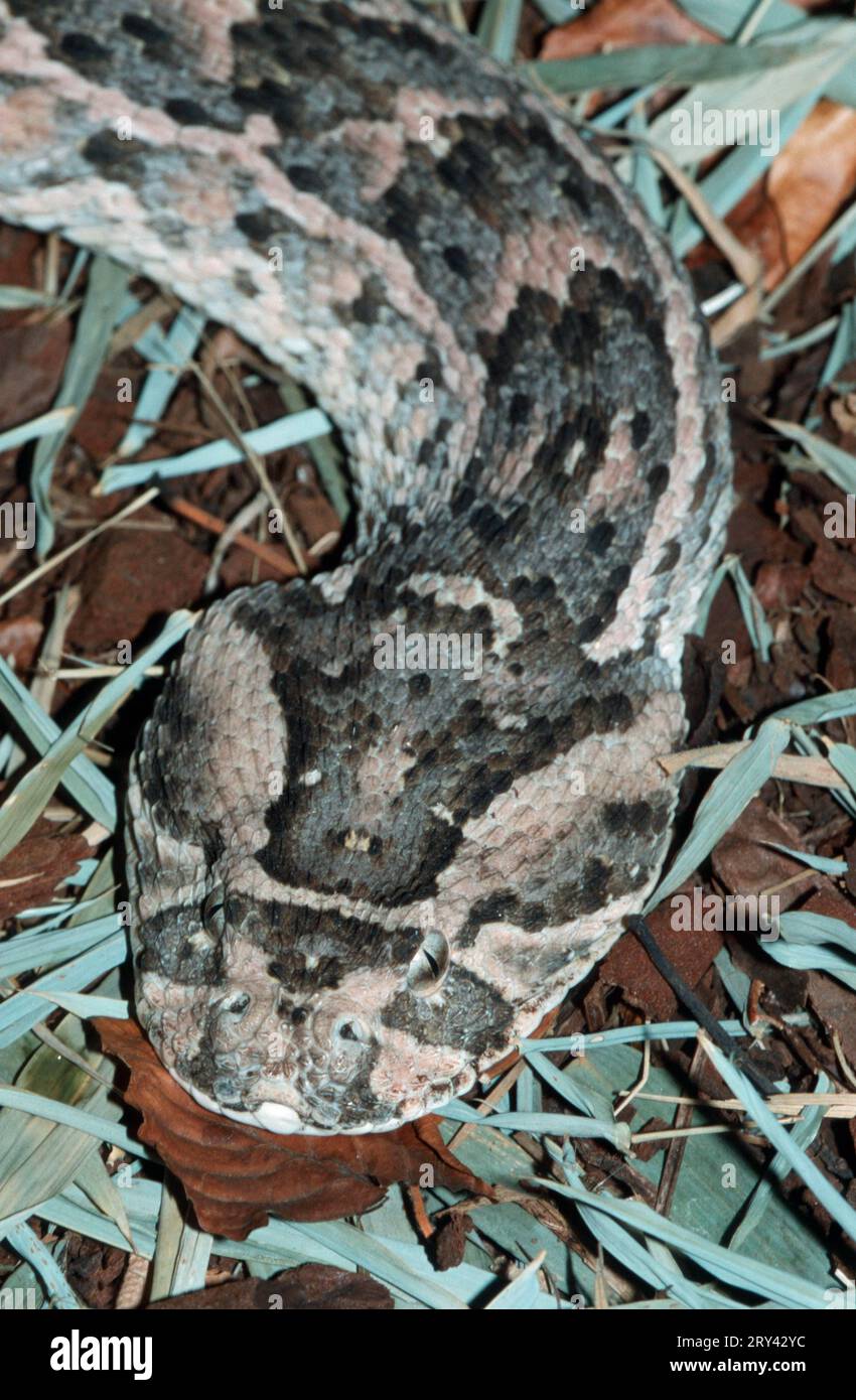 Puff Adder (Bitis lachesis) (Bitis arietans Stock Photo - Alamy