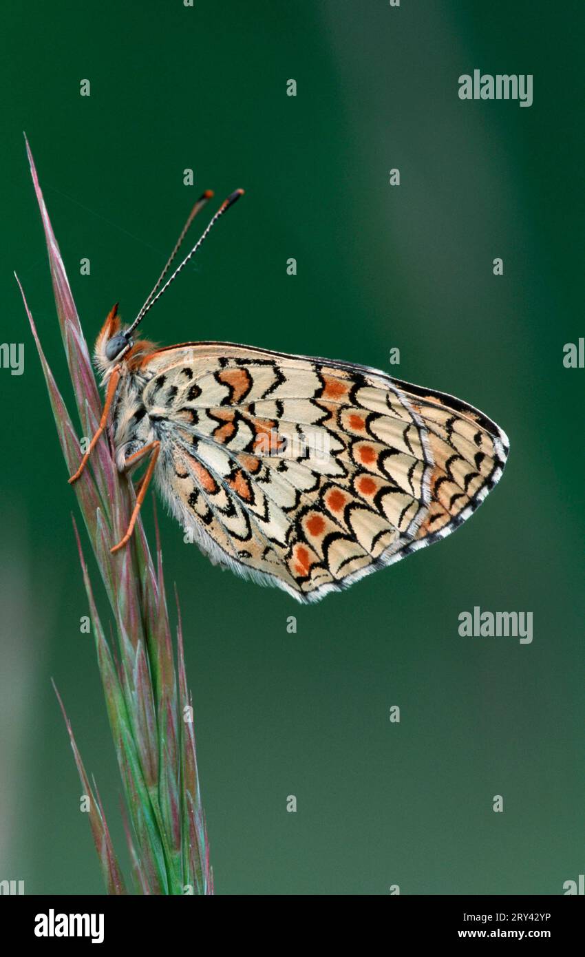 Knapweed fritillary melitaea phoebe hi-res stock photography and images ...