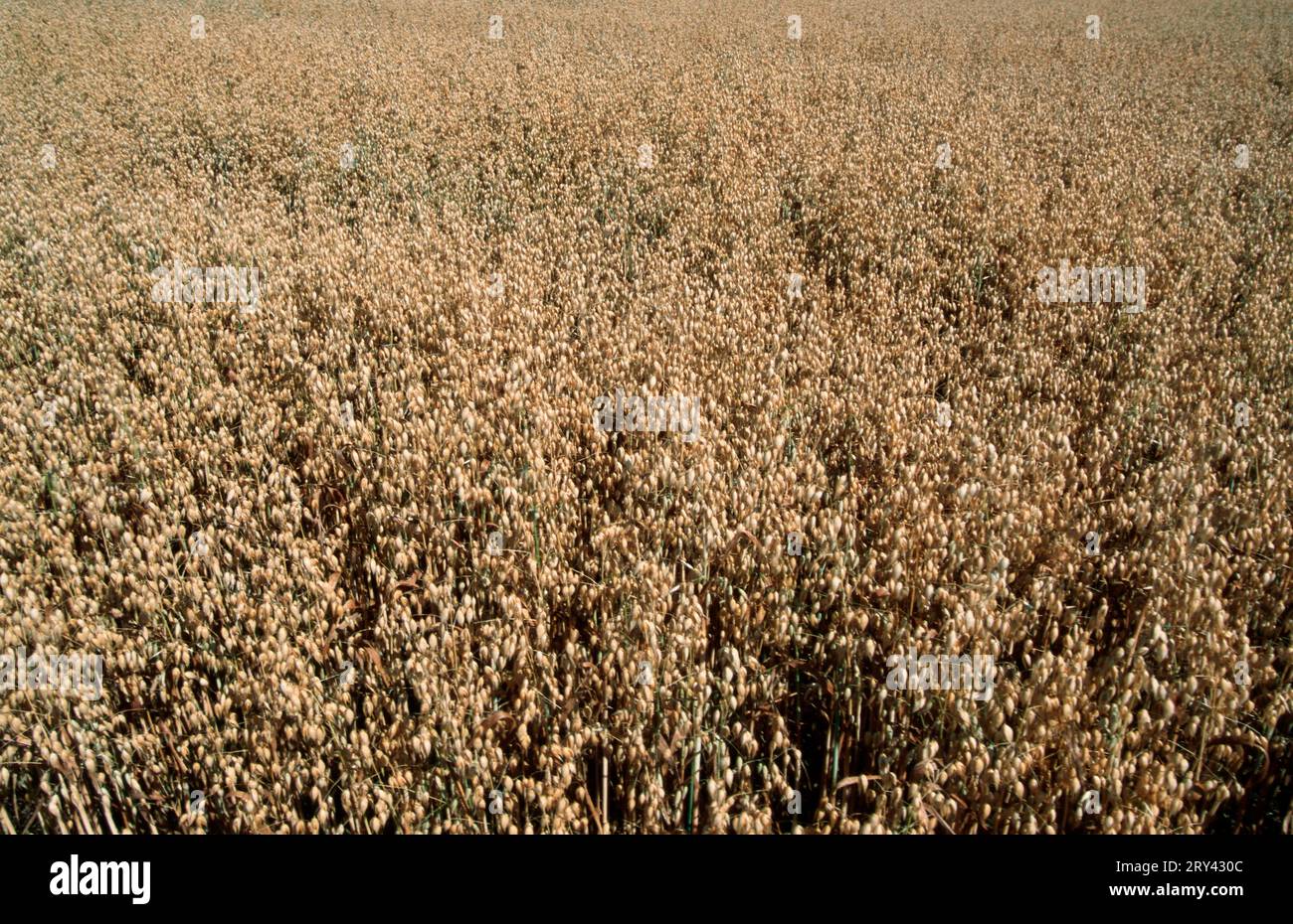 Oats field, North common oat (Avena sativa), Germany, cereals, corn ...