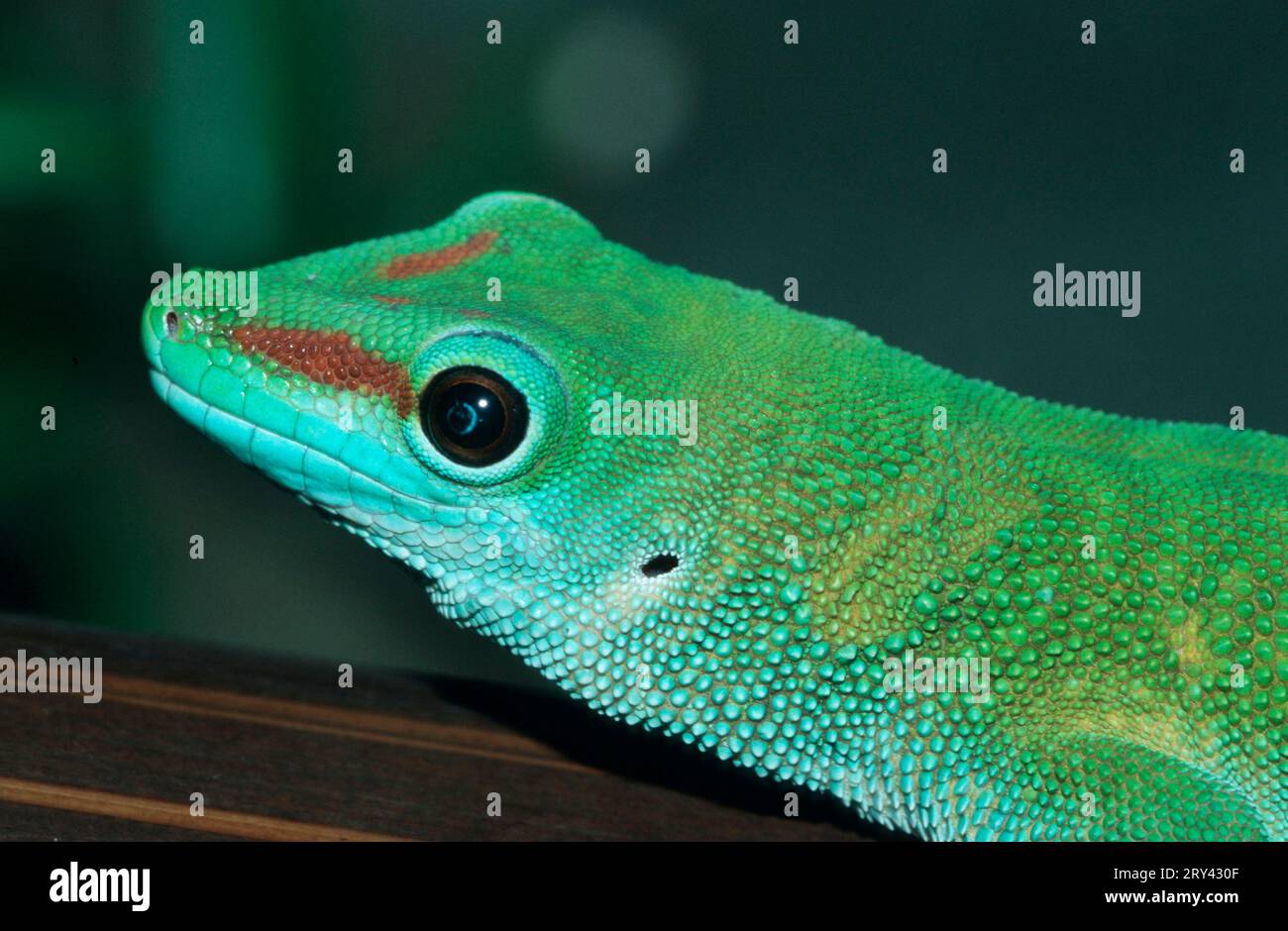 Large, madagascar giant day gecko (Phelsuma madagascariensis), Gecko ...
