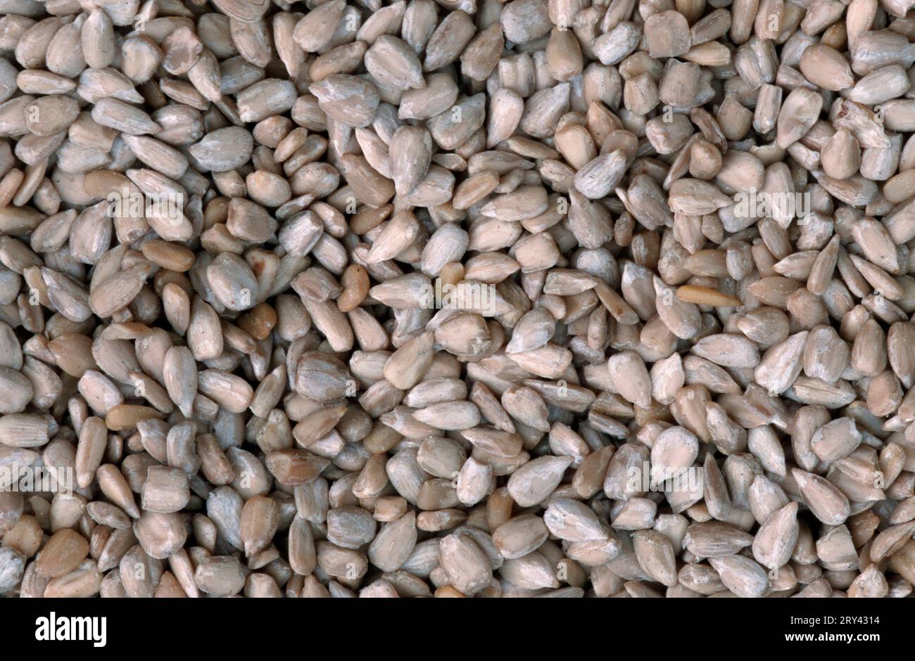 Peeled Sunflower (Helianthus annuus) seeds, sunflower seeds peeled ...