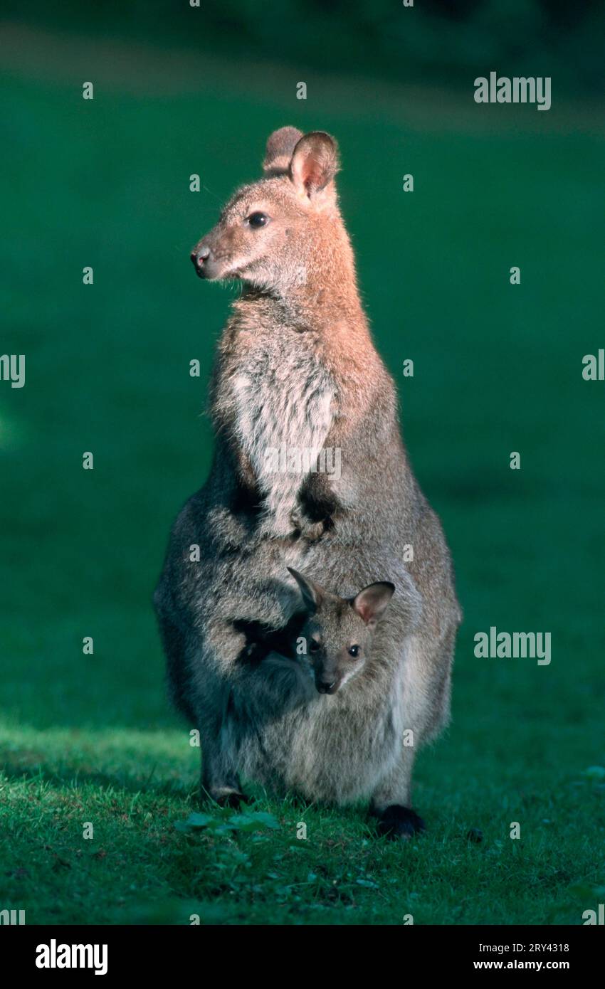 Red-necked Wallaby (Macropus rufogriseus) with joey Stock Photo - Alamy
