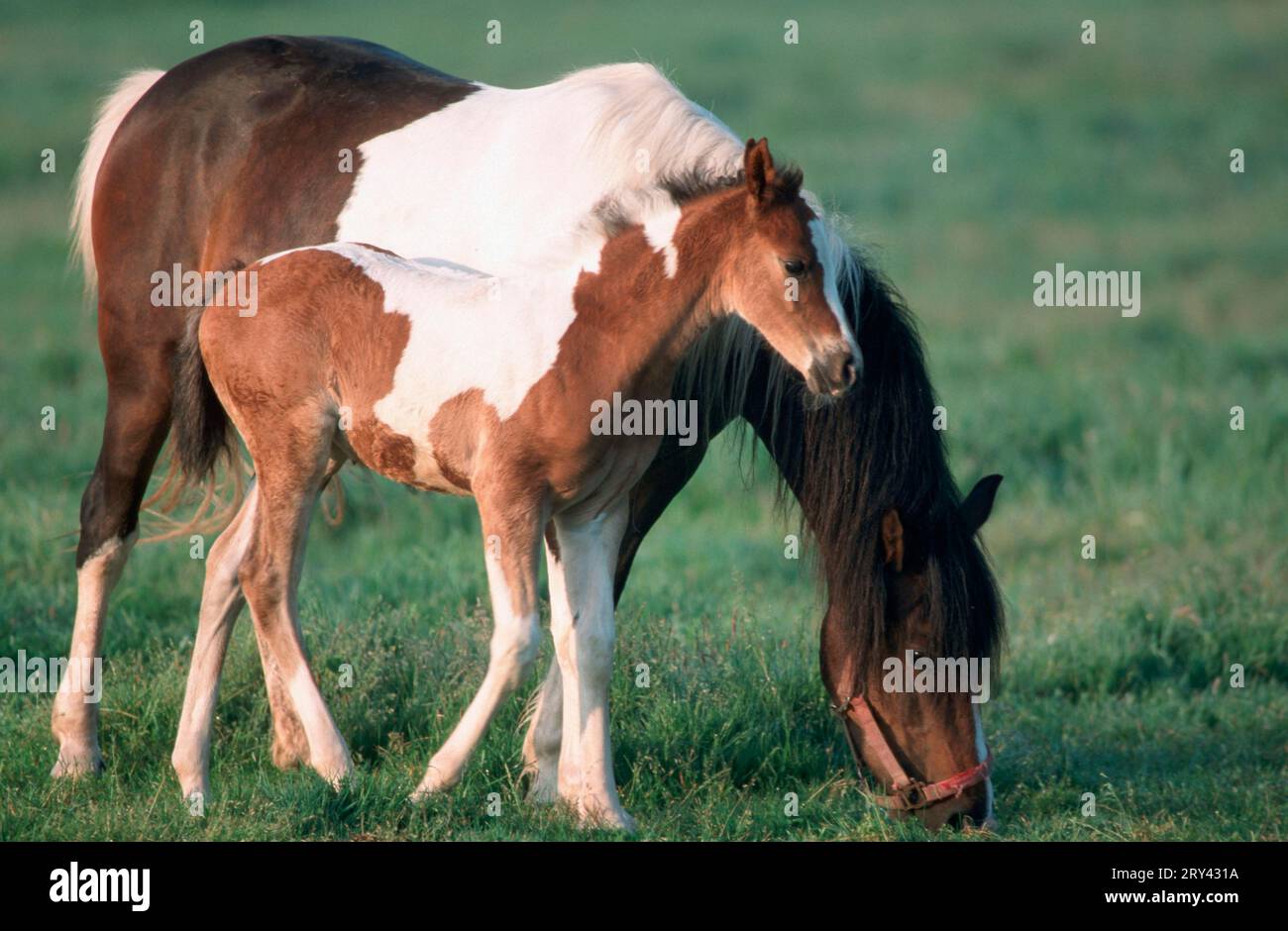 German ponies, mare with foal Stock Photo - Alamy