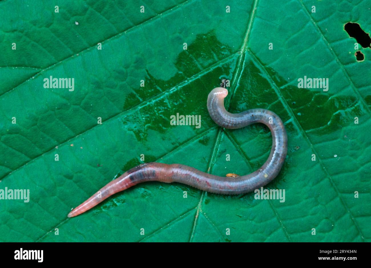 Common earthworm lumbricus terrestris hi-res stock photography and ...