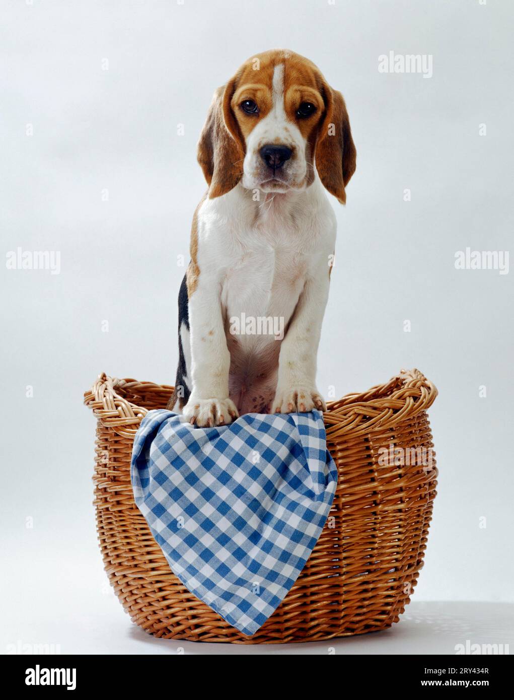 Beagle, young dog, mammals, mammals, animals, domestic dog, domestic ...