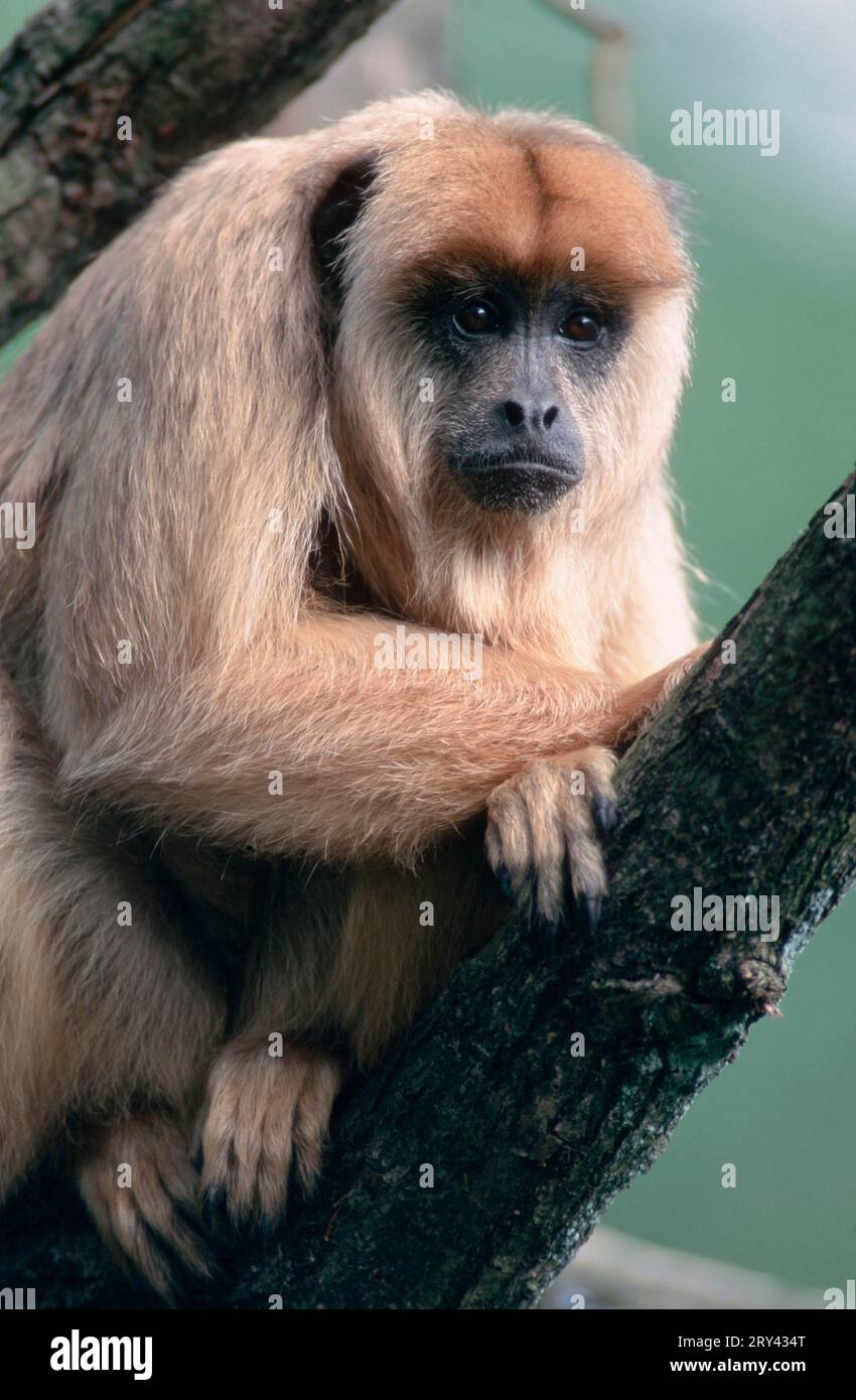 Black Howler (Alouatta caraya) Monkey, female Stock Photo - Alamy