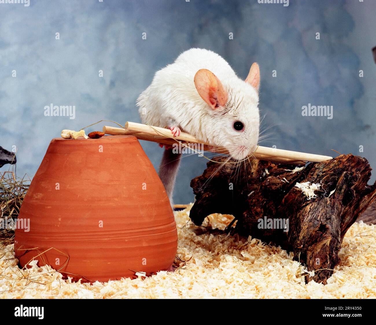 Long-tailed Chinchilla (Chinchilla lanigera), white Stock Photo - Alamy