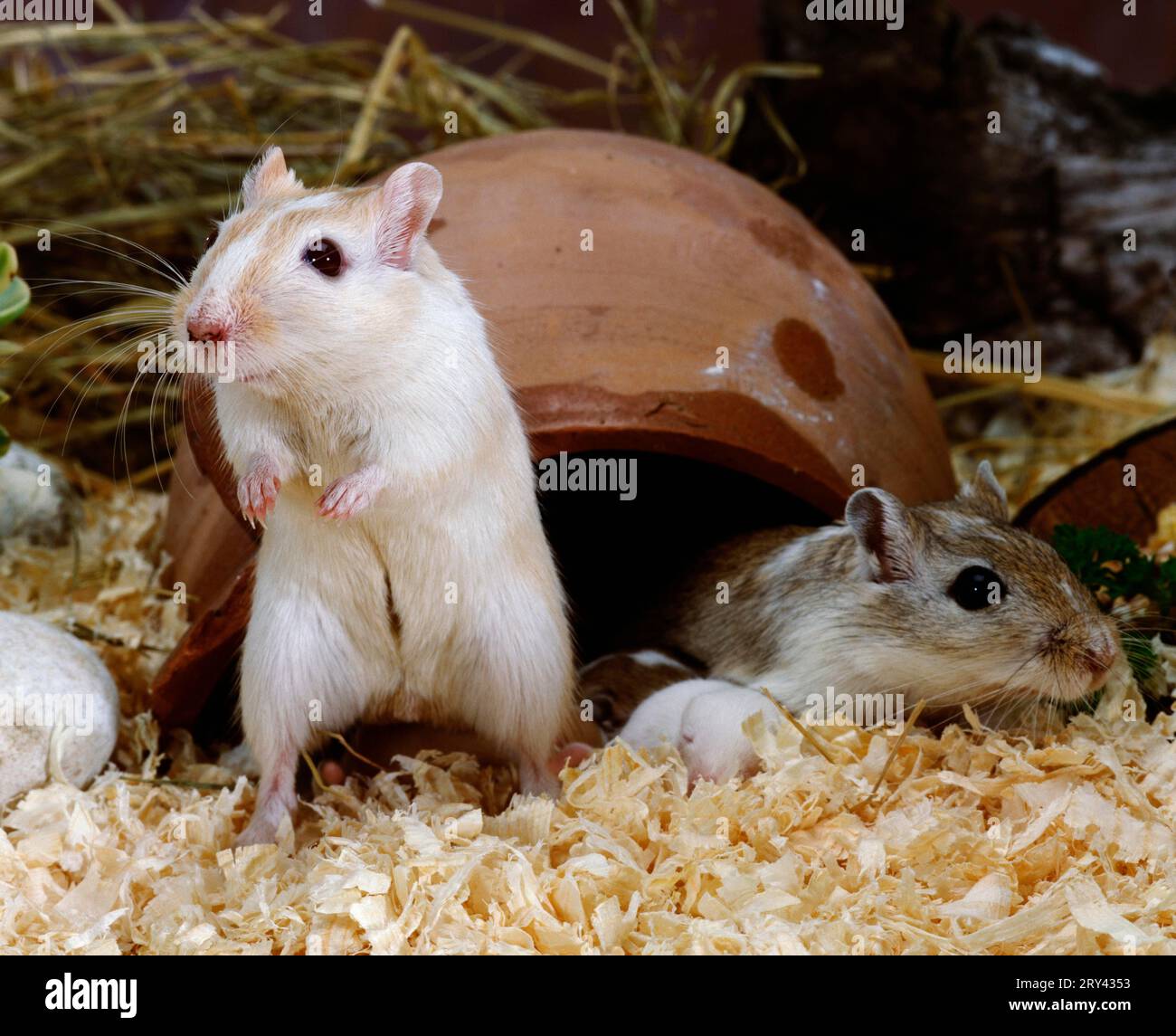 Two pet gerbils hi-res stock photography and images - Alamy