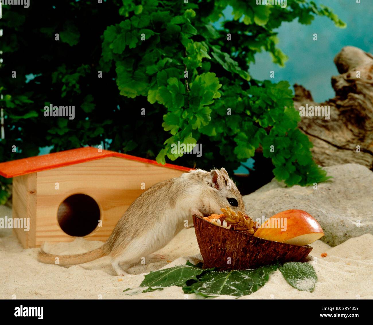 Gerbil with food, mongolian gerbil (Meriones unguiculatus) with food ...