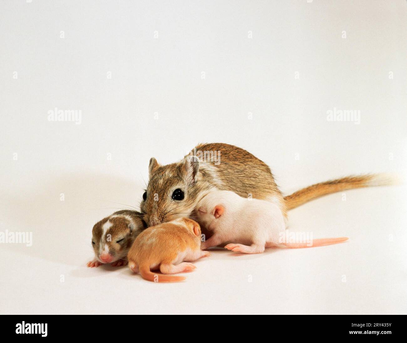 Gerbil family hi-res stock photography and images - Alamy