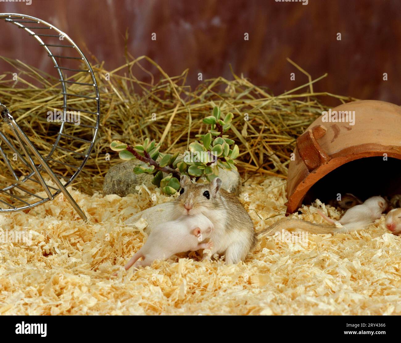 Female gerbils hi-res stock photography and images - Alamy