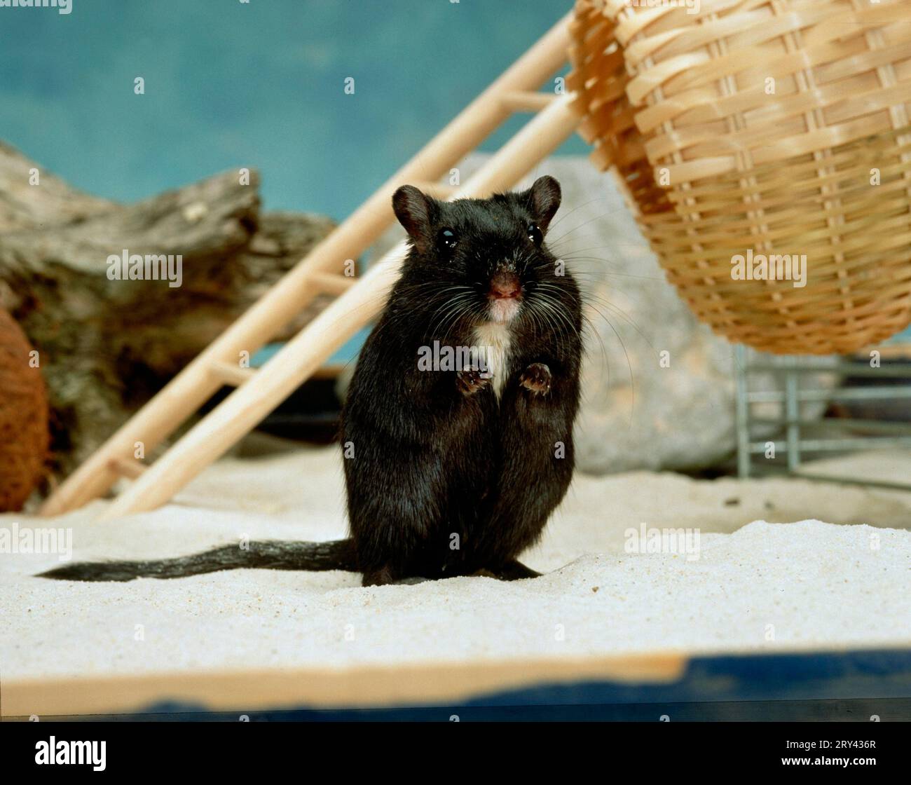 Black Gerbils Funny Black Mouse Gerbil In Human Hand. Isolated On
