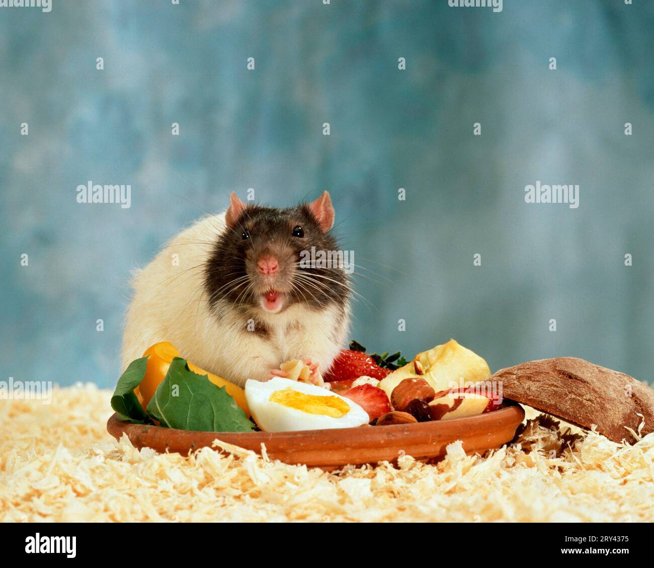 House rat with food Stock Photo - Alamy