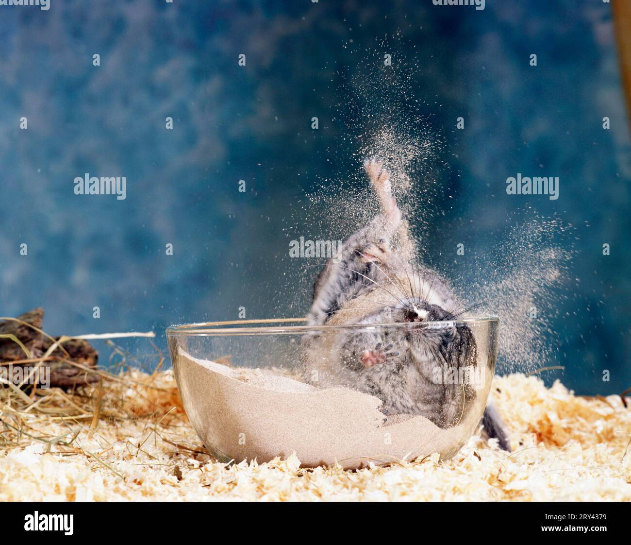 Chinchilla bath hi-res stock photography and images - Alamy