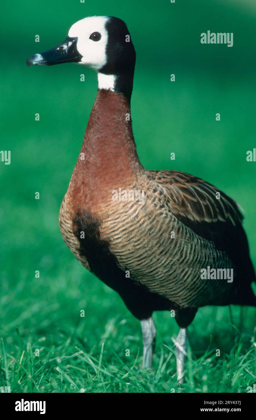 White-faced Whistling Duck (Dendrocygna viduata Stock Photo - Alamy
