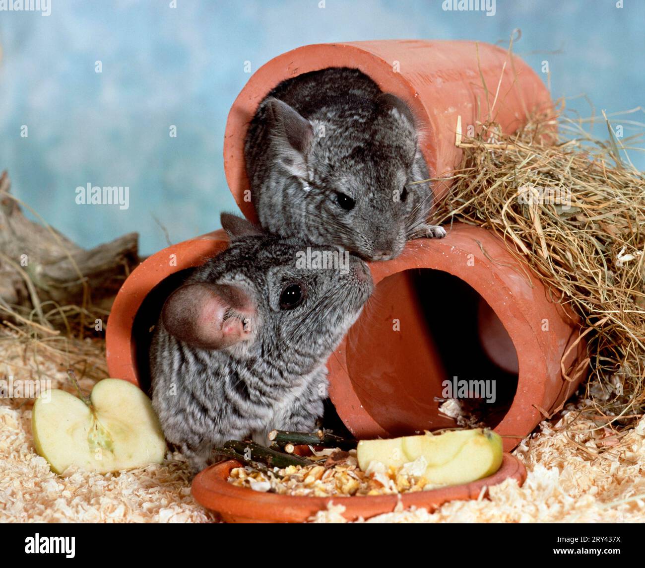 Long-tailed chinchillas (Chinchilla lanigera Stock Photo - Alamy