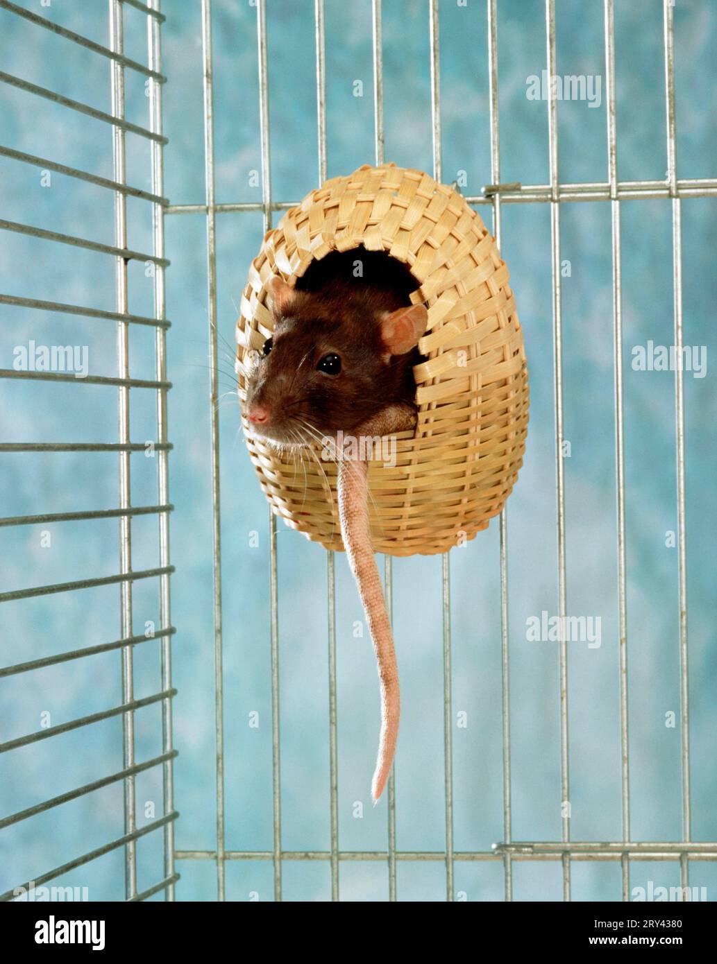 Domestic Rat in cage, animals, mammals, mammals, rodents, rodents, pet ...