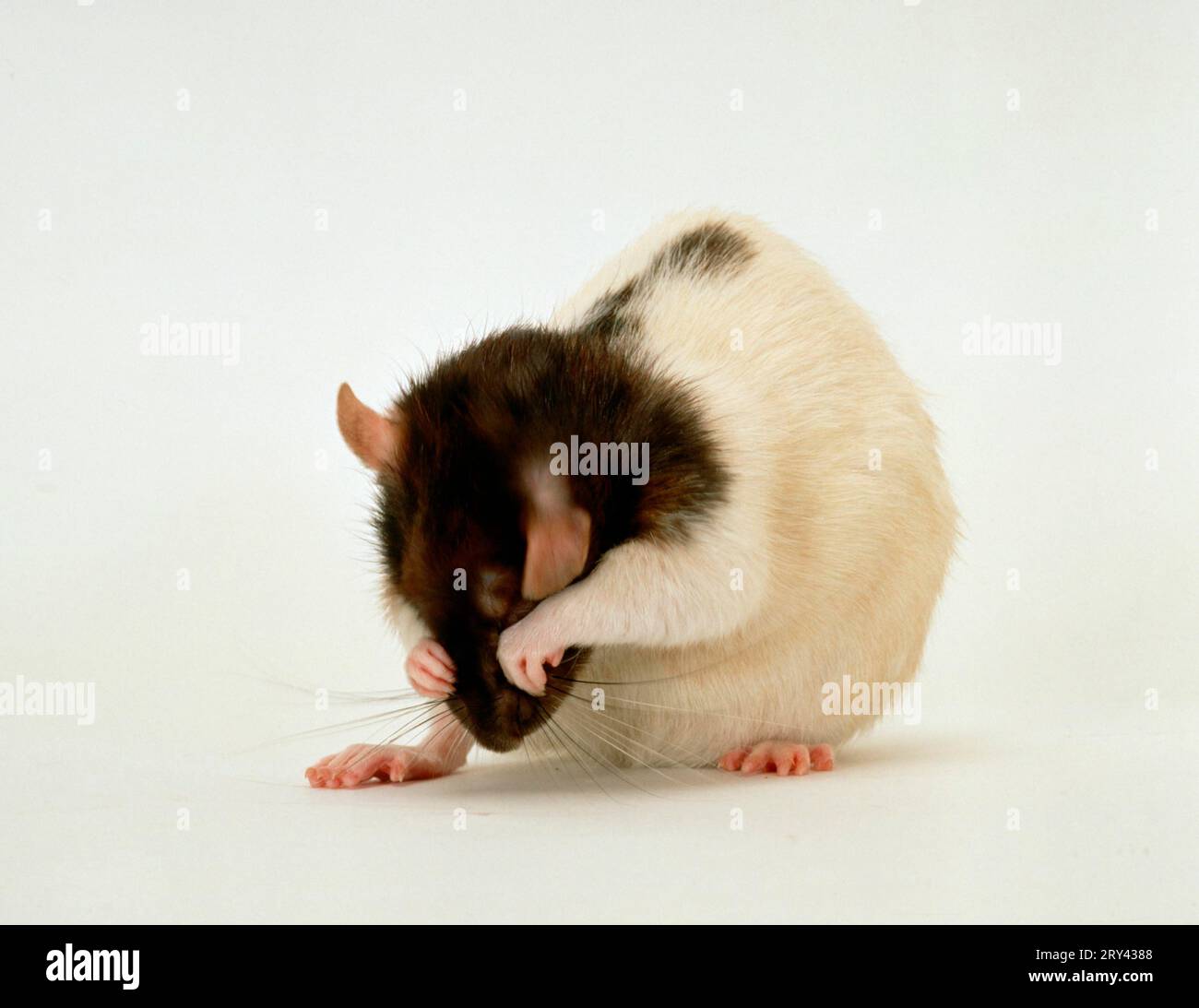 Pet rat grooming hi-res stock photography and images - Alamy