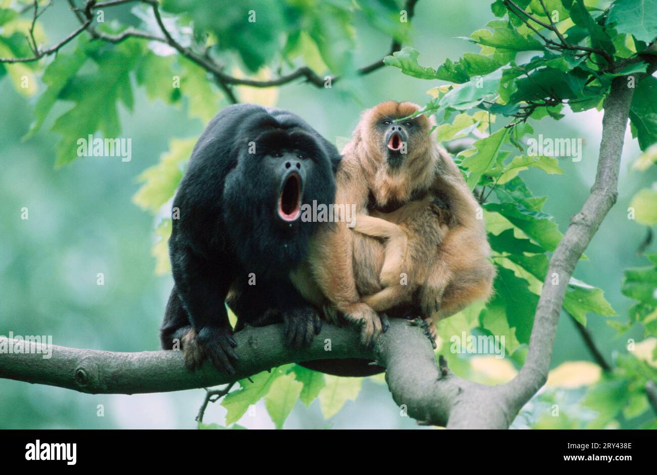 Black Howler (Alouatta caraya) Monkey, male and female with young ...