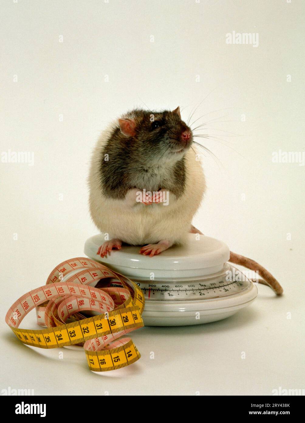 Domestic Rat on scale, animals, mammals, rodents, pets, pet, inside ...