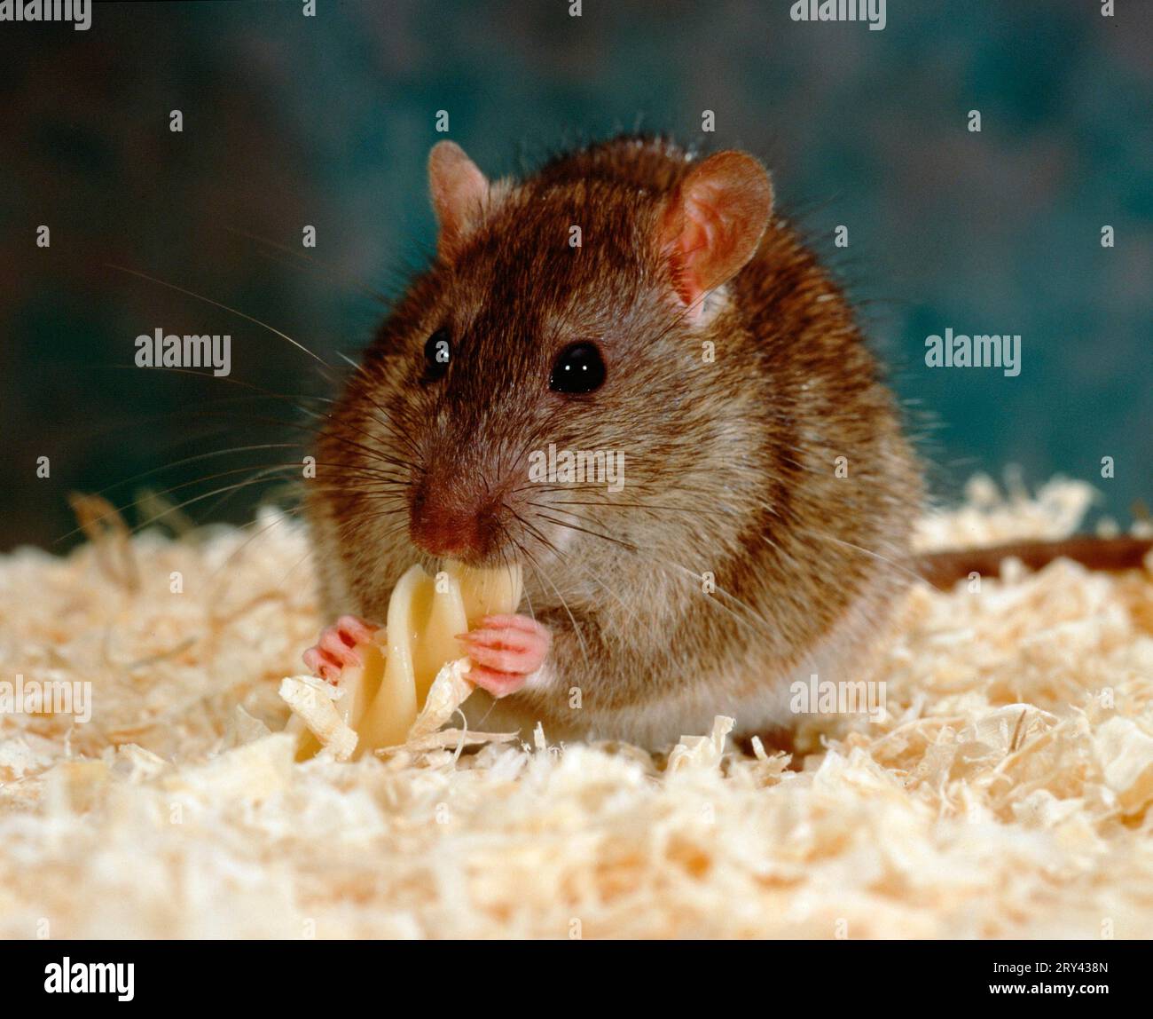 House rat eats noodles Stock Photo - Alamy