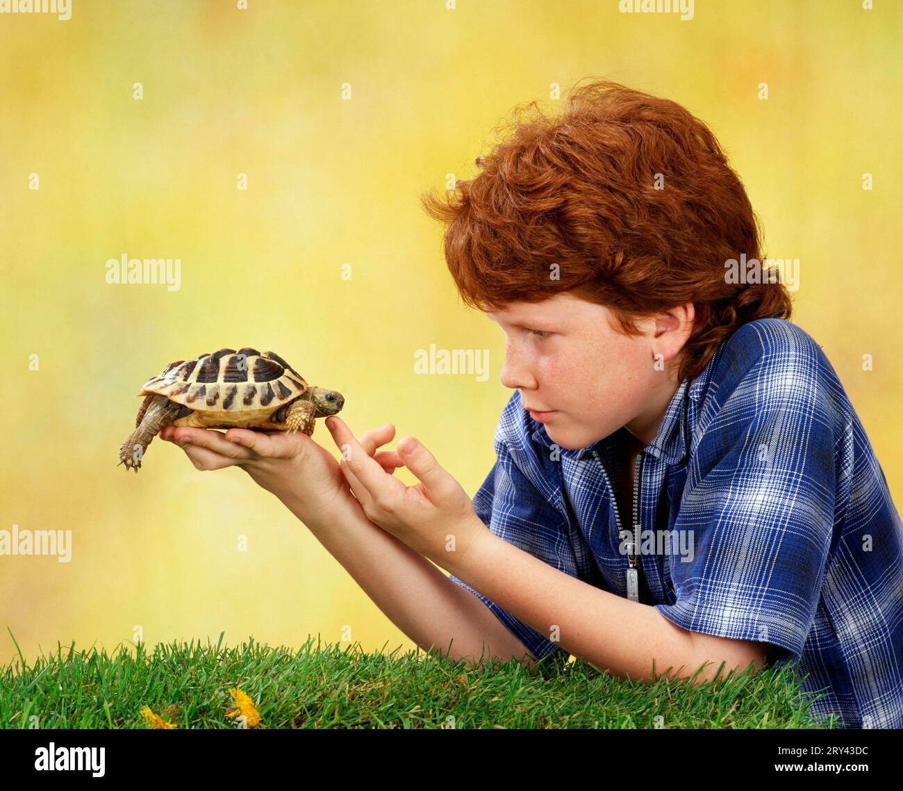 Boy with Greek Tortoise (Testudo hermanni Stock Photo - Alamy