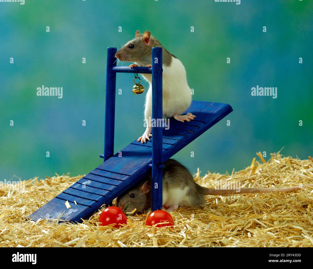 Domestic Rats, Colour Rats, Inside, Studio, Toys, toy Stock Photo - Alamy