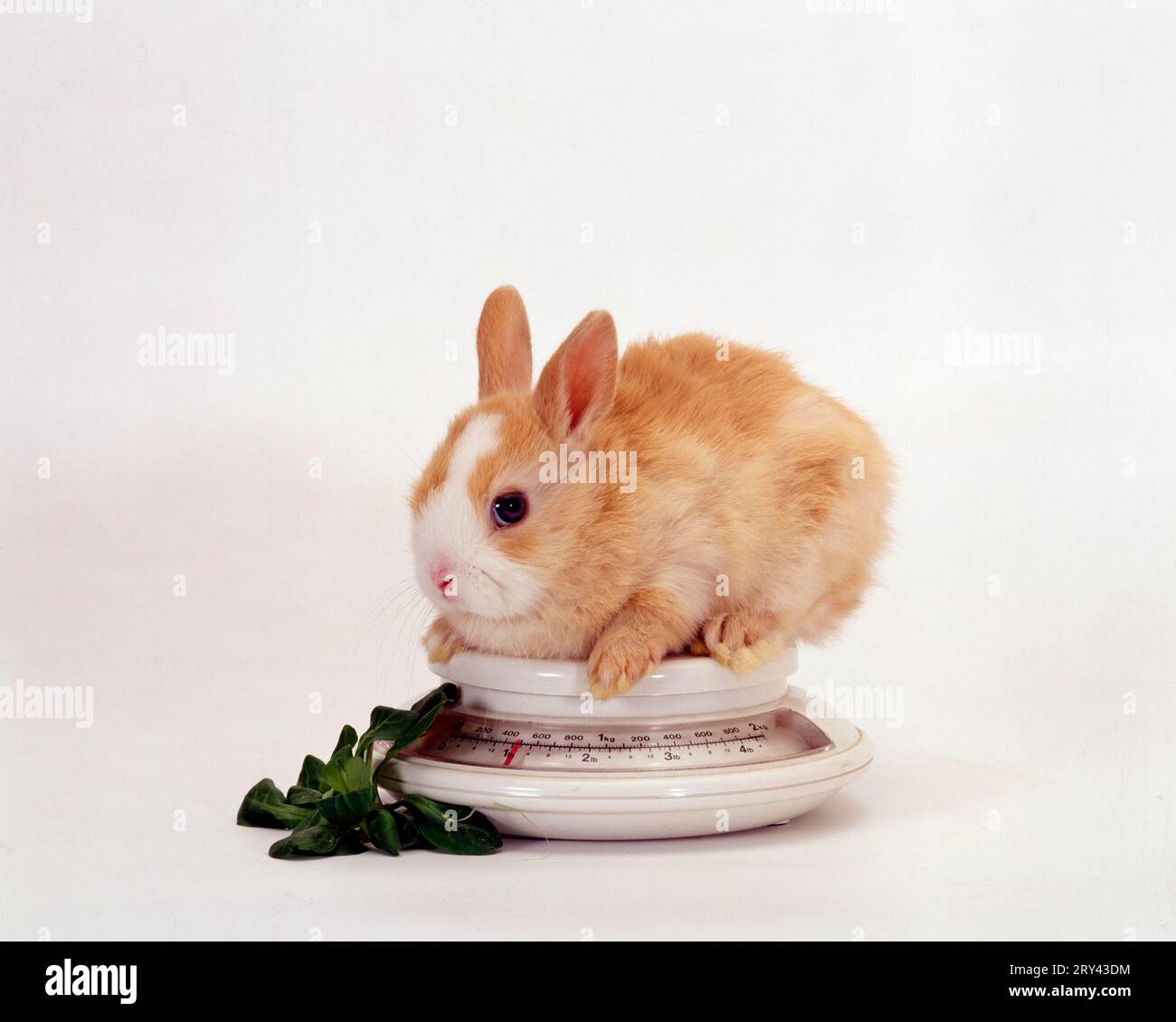 Dwarf Rabbit on scale, rabbit, indoor, studio Stock Photo - Alamy