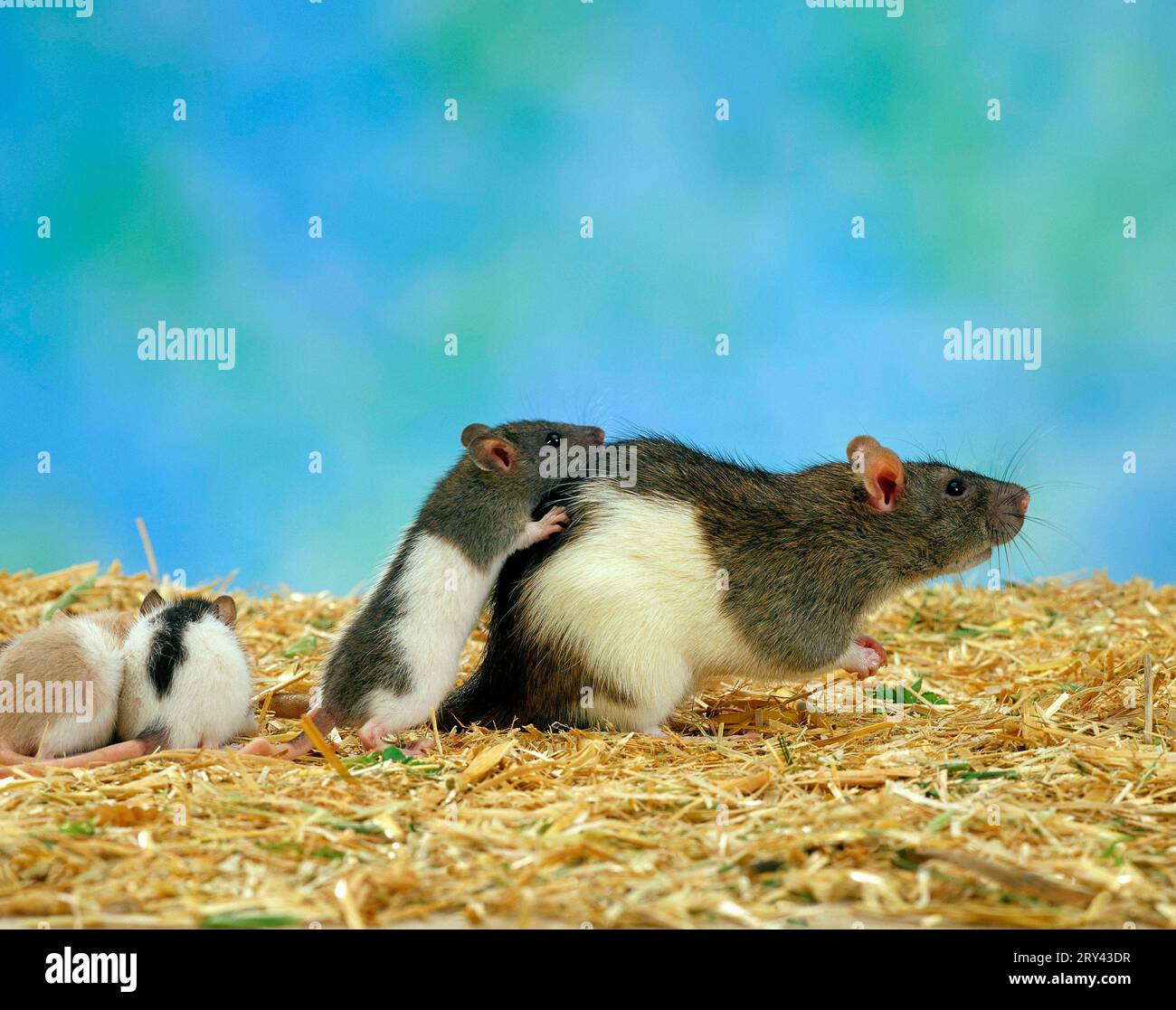 Domestic Rats, female with youngs, colour rats, female with young ...