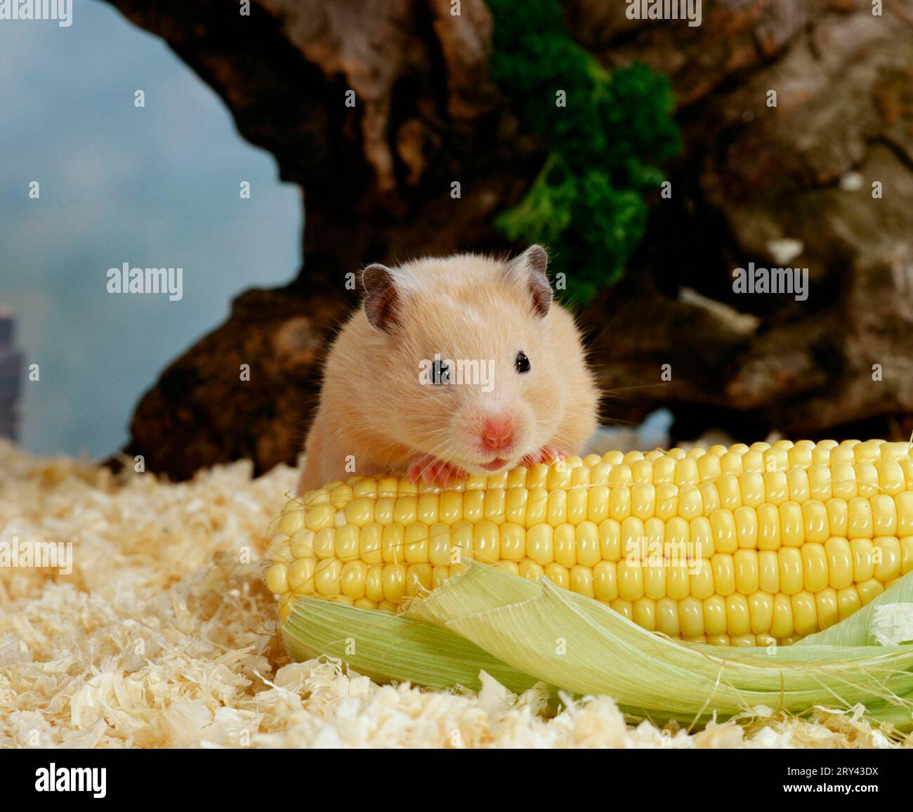 Golden Hamster (Mesocricetus auratus) at corncob Stock Photo - Alamy