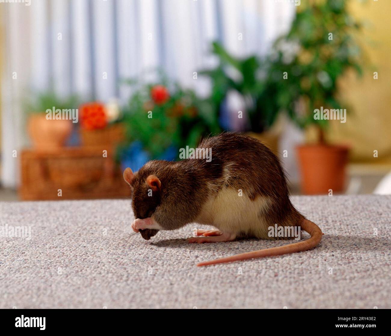 Pet rat grooming hi-res stock photography and images - Alamy