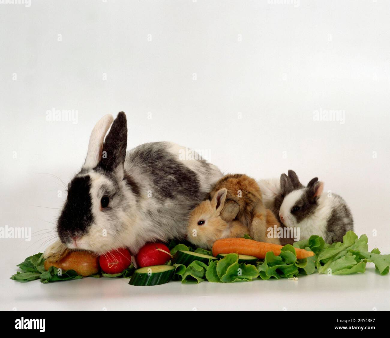Dwarf rabbits with kittens Stock Photo - Alamy