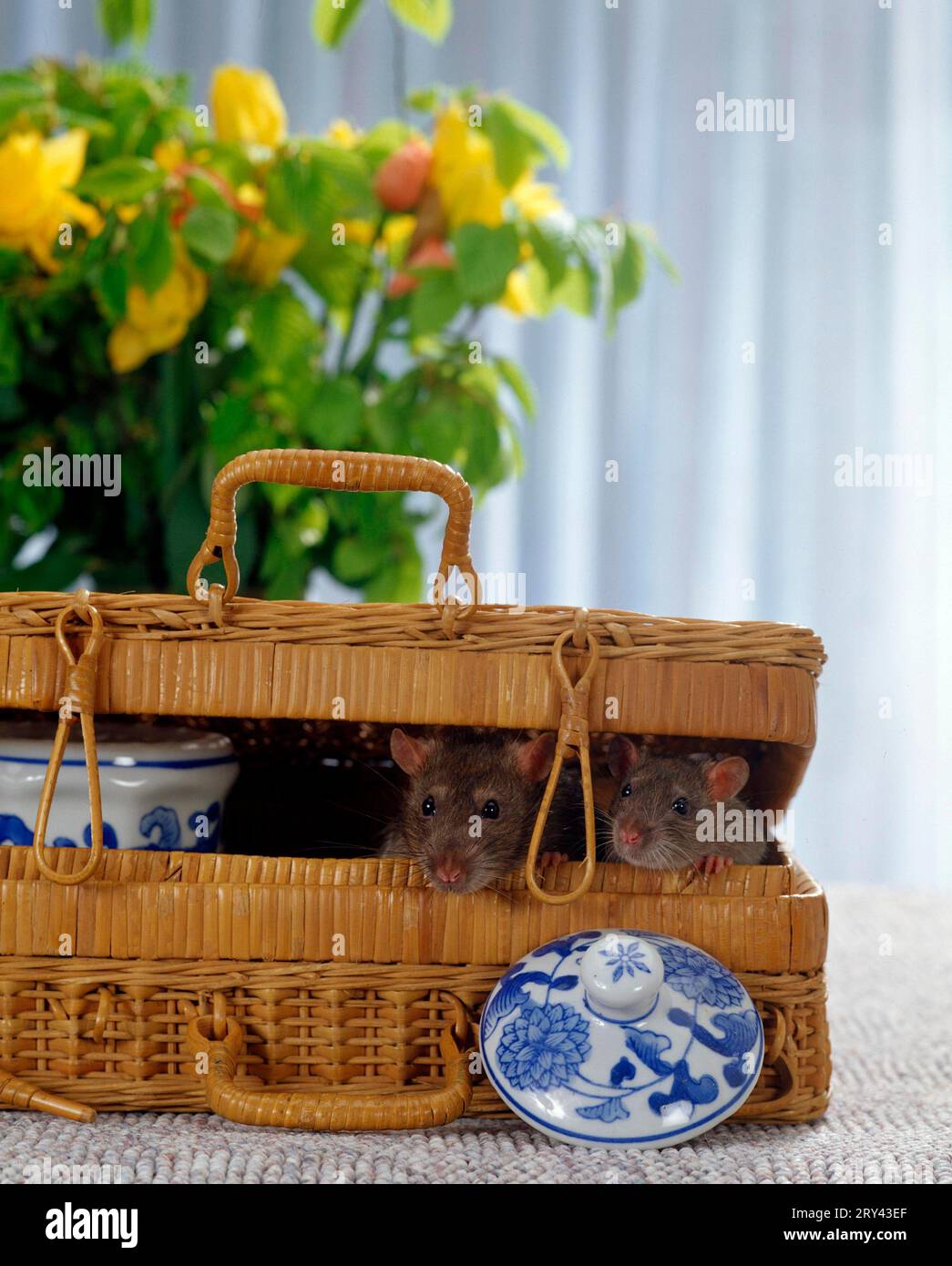 Domestic Rats looking out of basket, colour rats looking out of basket ...