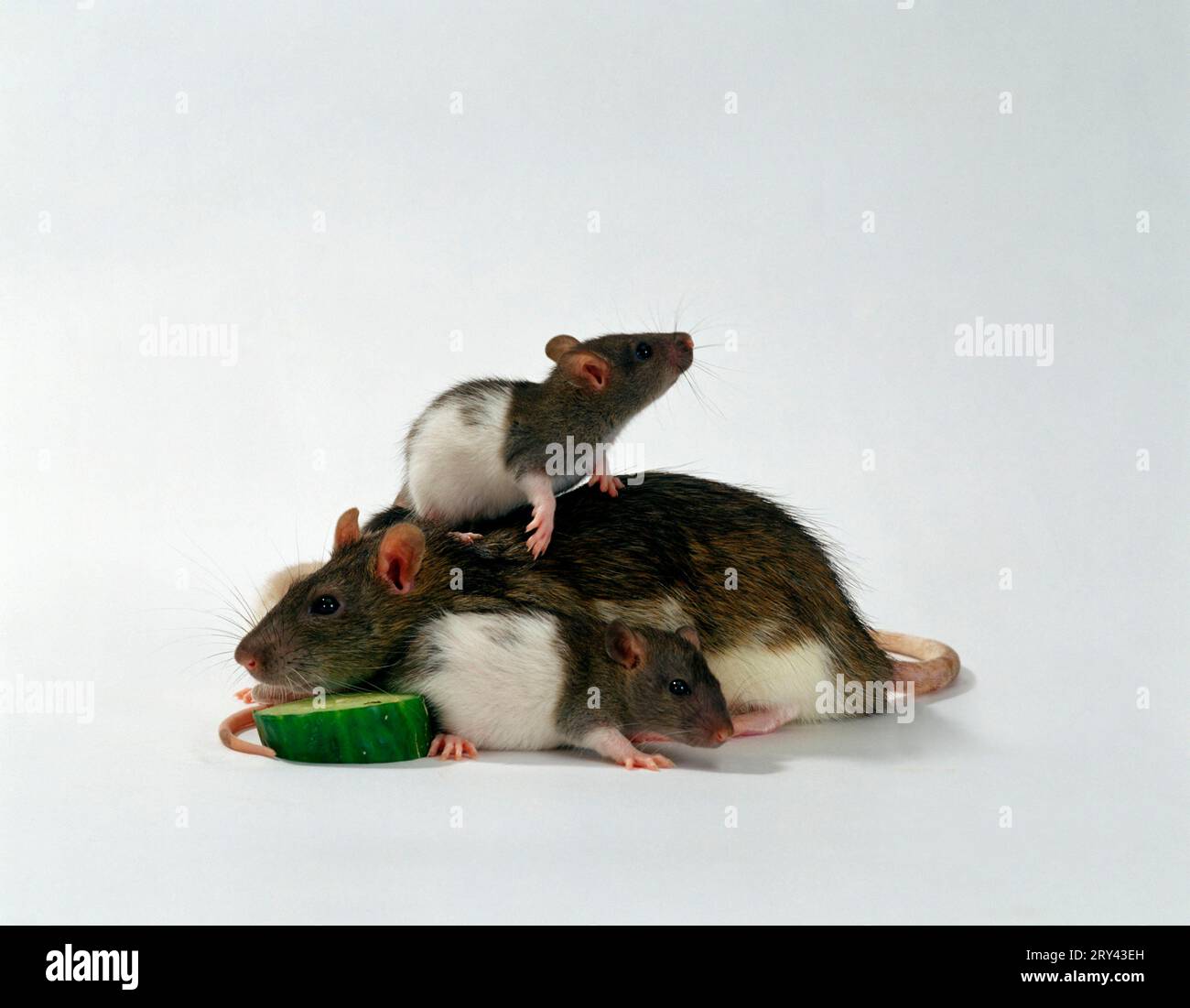 Domestic Rats, female with youngs, colour rats, female with young ...