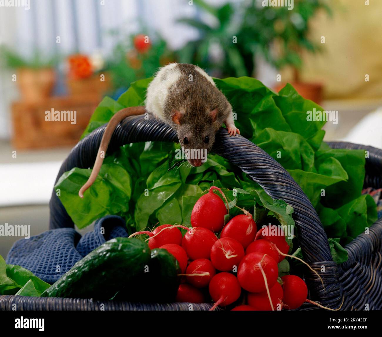Domestic Rat on basket with vegetables, coloured rat on basket with ...