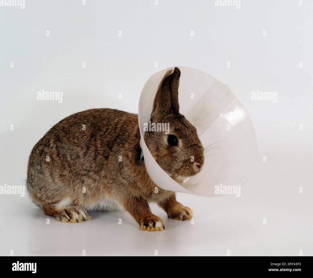 Dwarf Rabbit, dwarf rabbit with protective funnel after surgery, rabbit ...