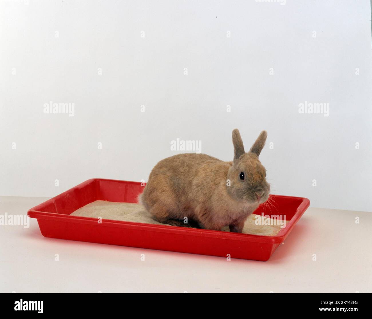Dwarf rabbit in litter tray, litter box Stock Photo - Alamy
