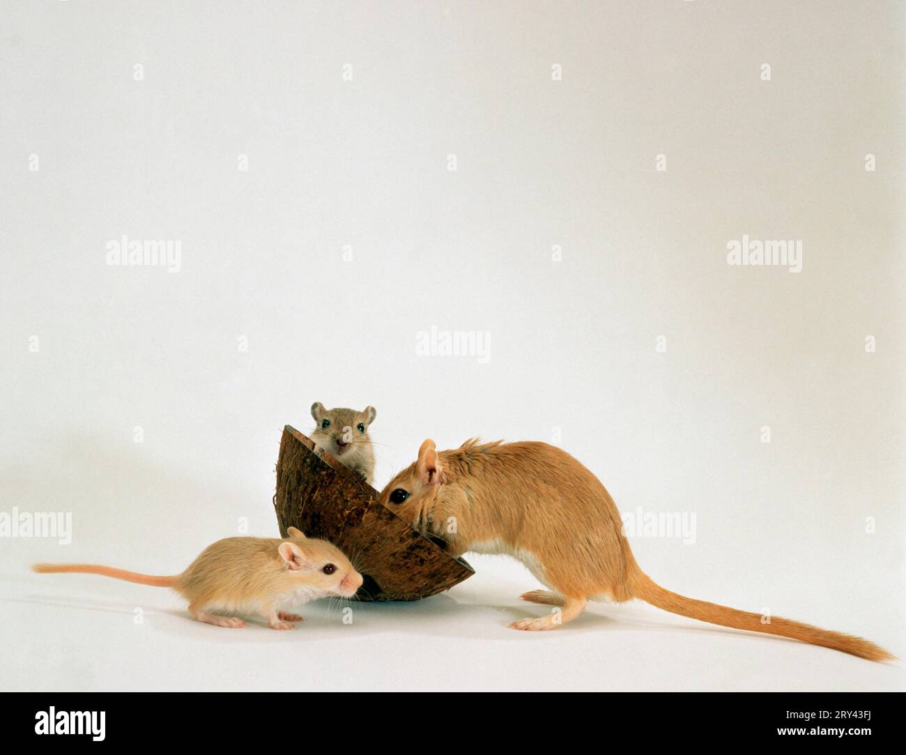 Gerbils, female with youngs, mongolian gerbils (Meriones unguiculatus ...