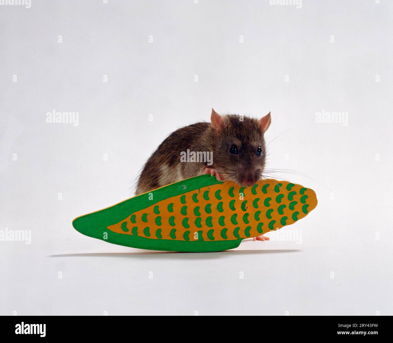 Colour rat with rodent toy, indoor, studio Stock Photo - Alamy