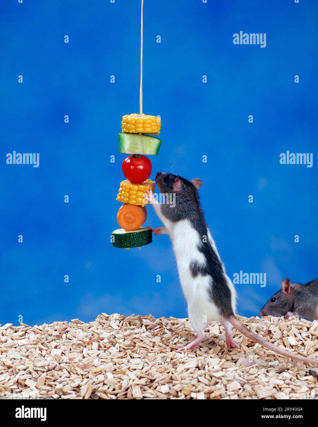 Domestic Rat with food, colour rat with food (vegetables on a belt ...